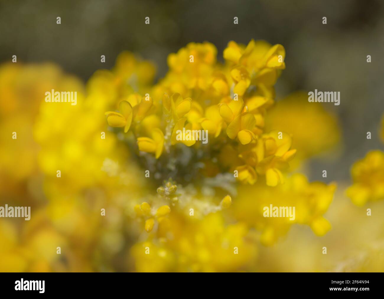 Flora of Gran Canaria - bright yellow flowers of Teline microphylla ...