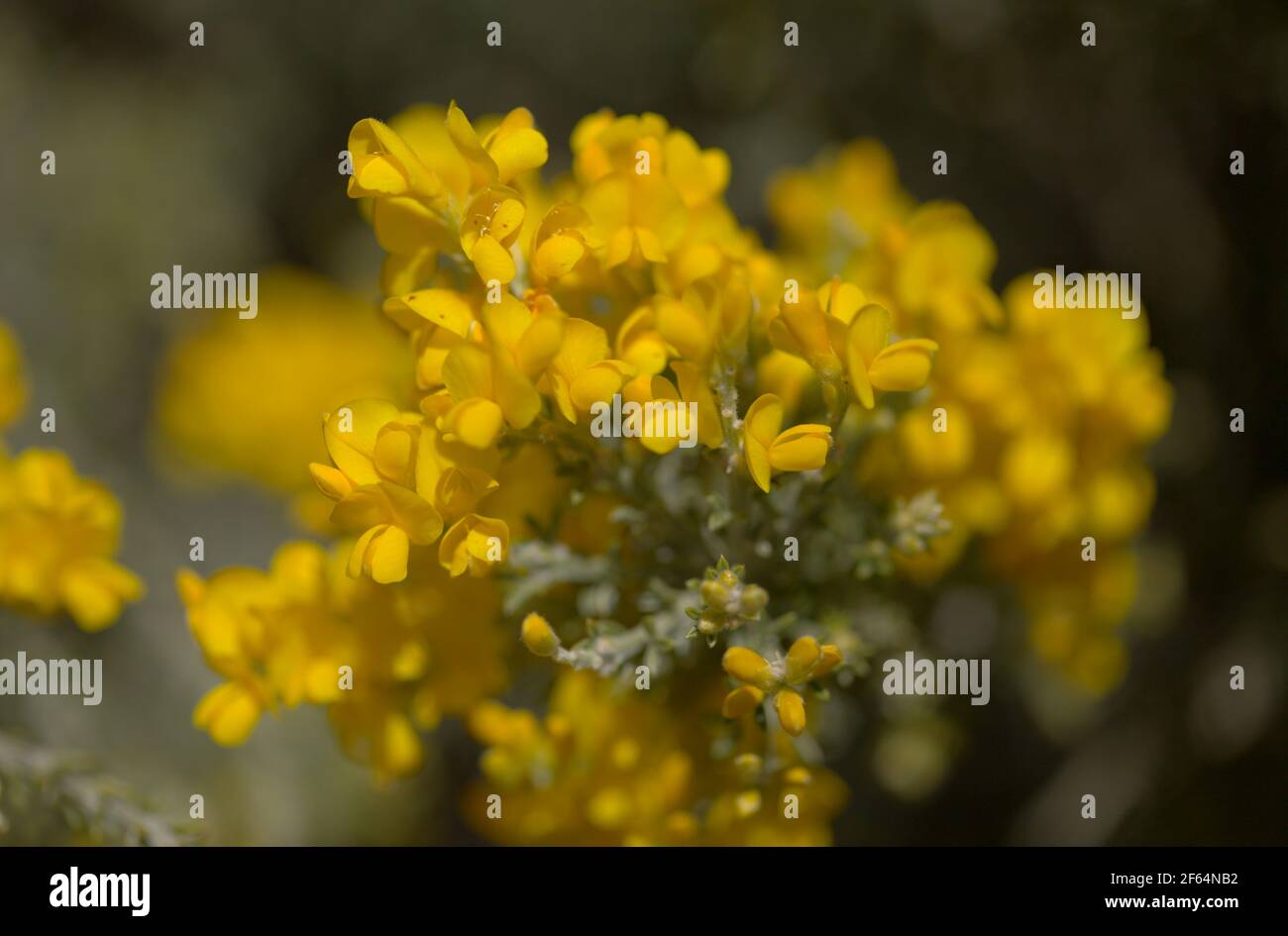 Flora of Gran Canaria - bright yellow flowers of Teline microphylla ...