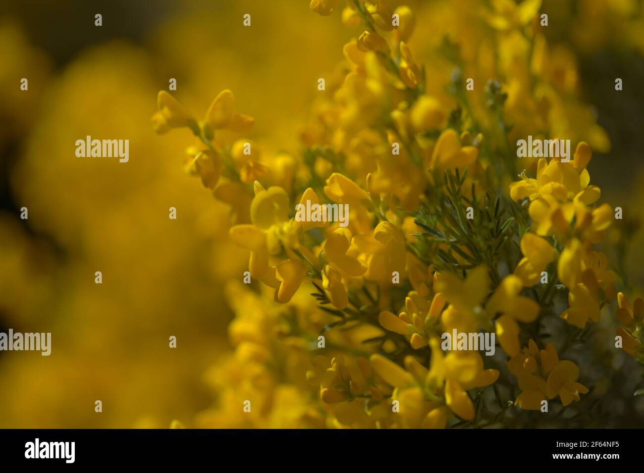Flora of Gran Canaria - bright yellow flowers of Teline microphylla ...