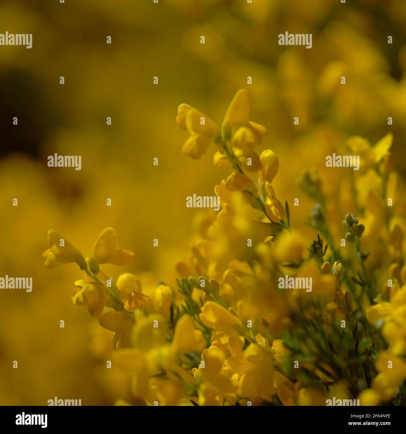 Flora of Gran Canaria - bright yellow flowers of Teline microphylla ...