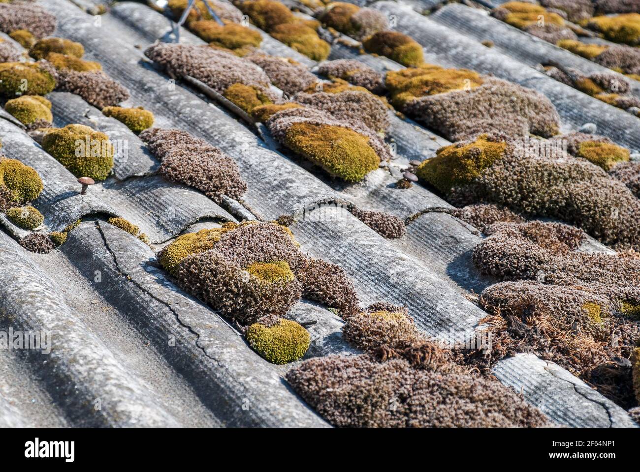Mold on tiles hi-res stock photography and images - Alamy