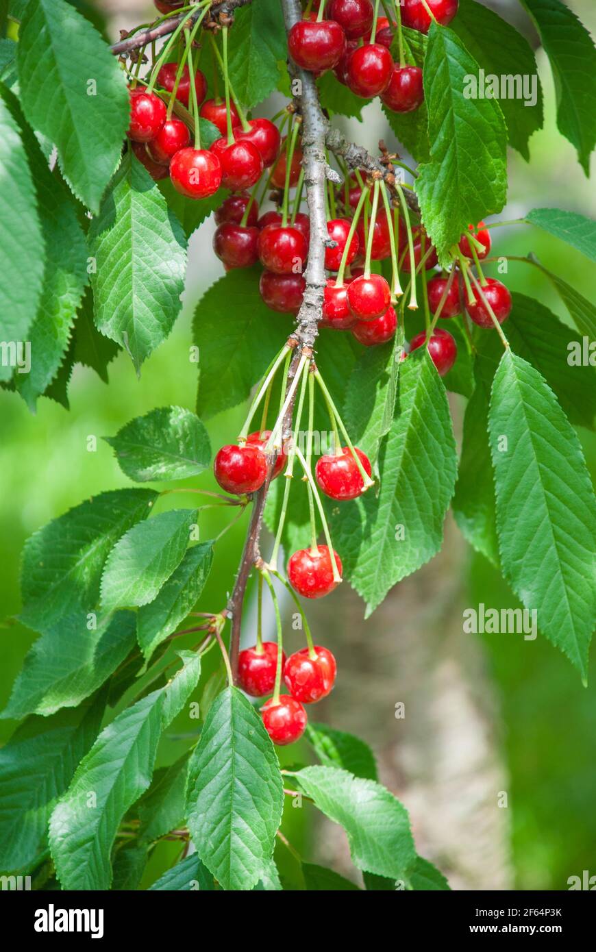 Cherries hanging on a cherry tree branch Stock Photo - Alamy
