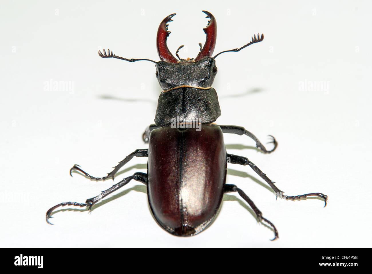 Male stag beetle, Lucanus cervus isolated on white background Stock ...