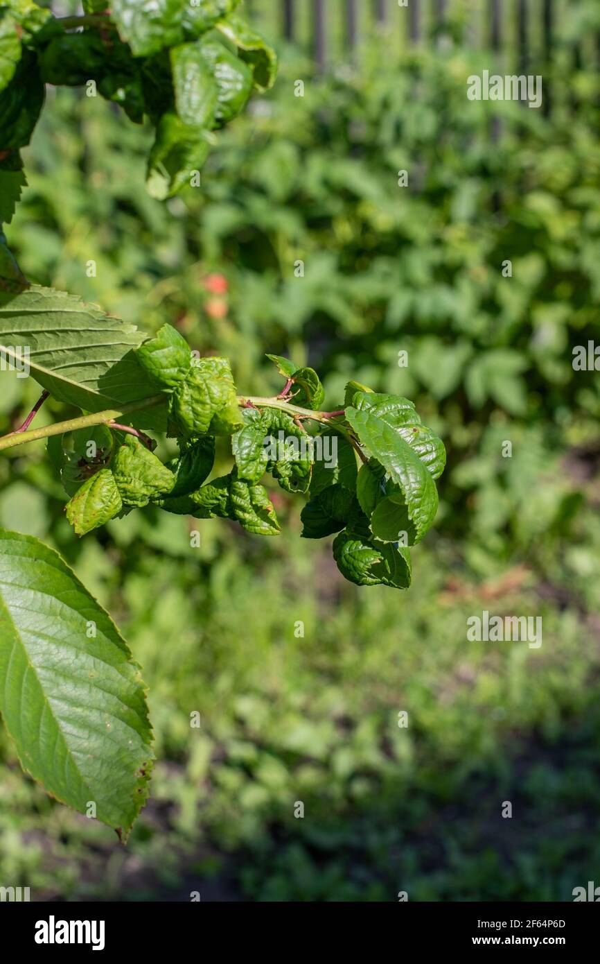 Aphids on the leaves of a cherry tree, a harmful insect affecting the ...