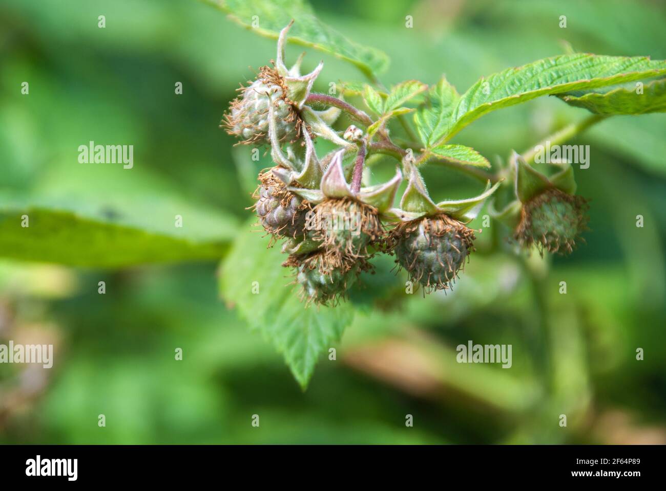 Raspberryleaves hi-res stock photography and images - Alamy