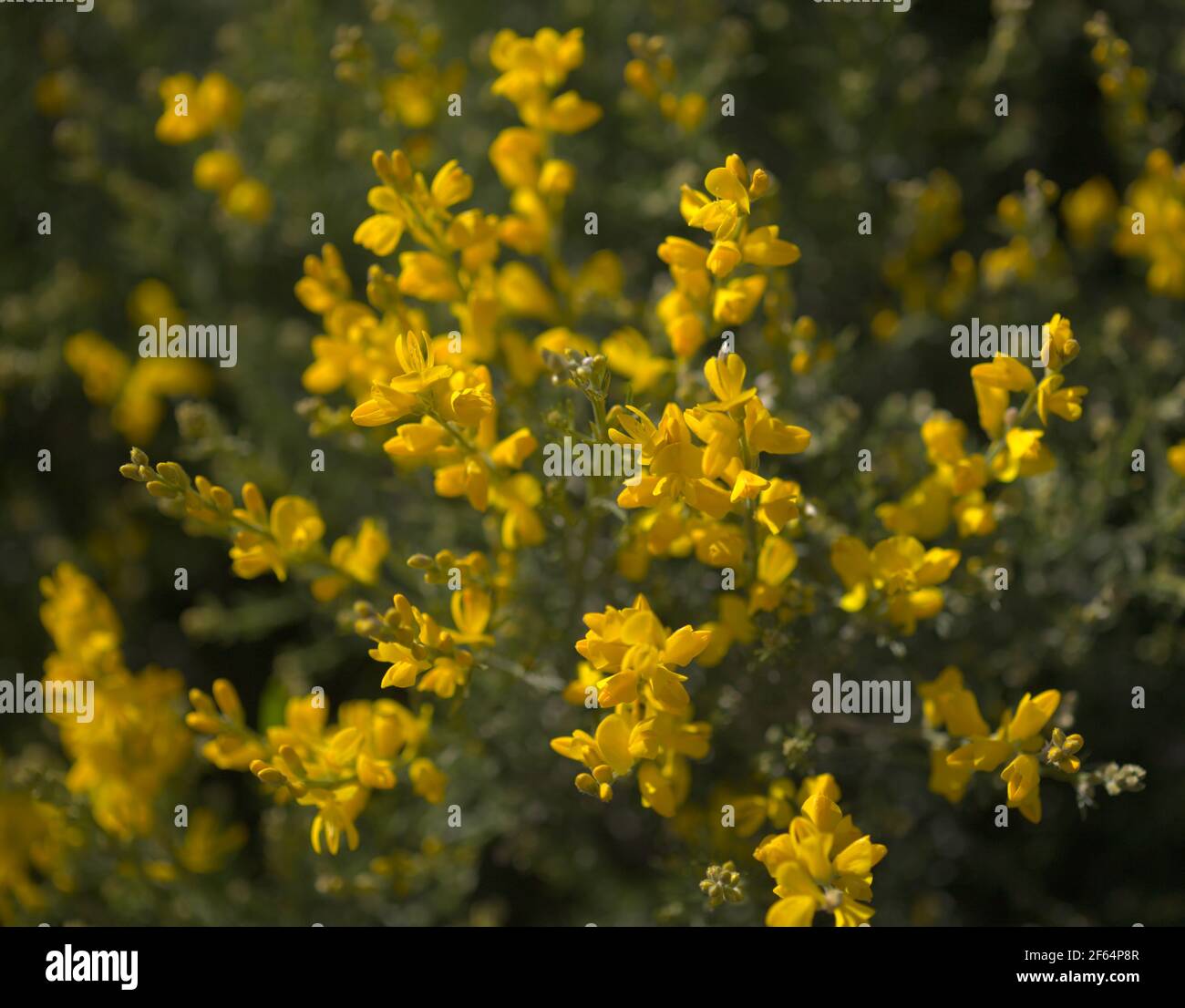 Flora of Gran Canaria - bright yellow flowers of Teline microphylla ...