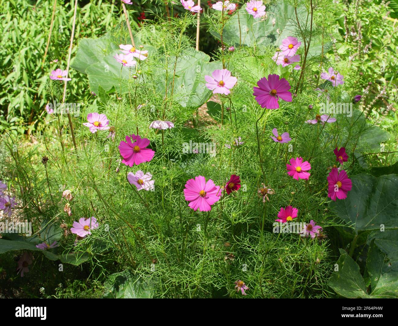 On dangar island in hi-res stock photography and images - Alamy