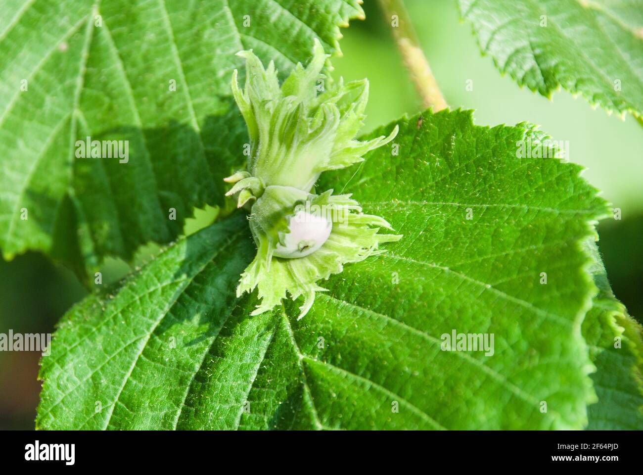 Growingonatree hi-res stock photography and images - Alamy