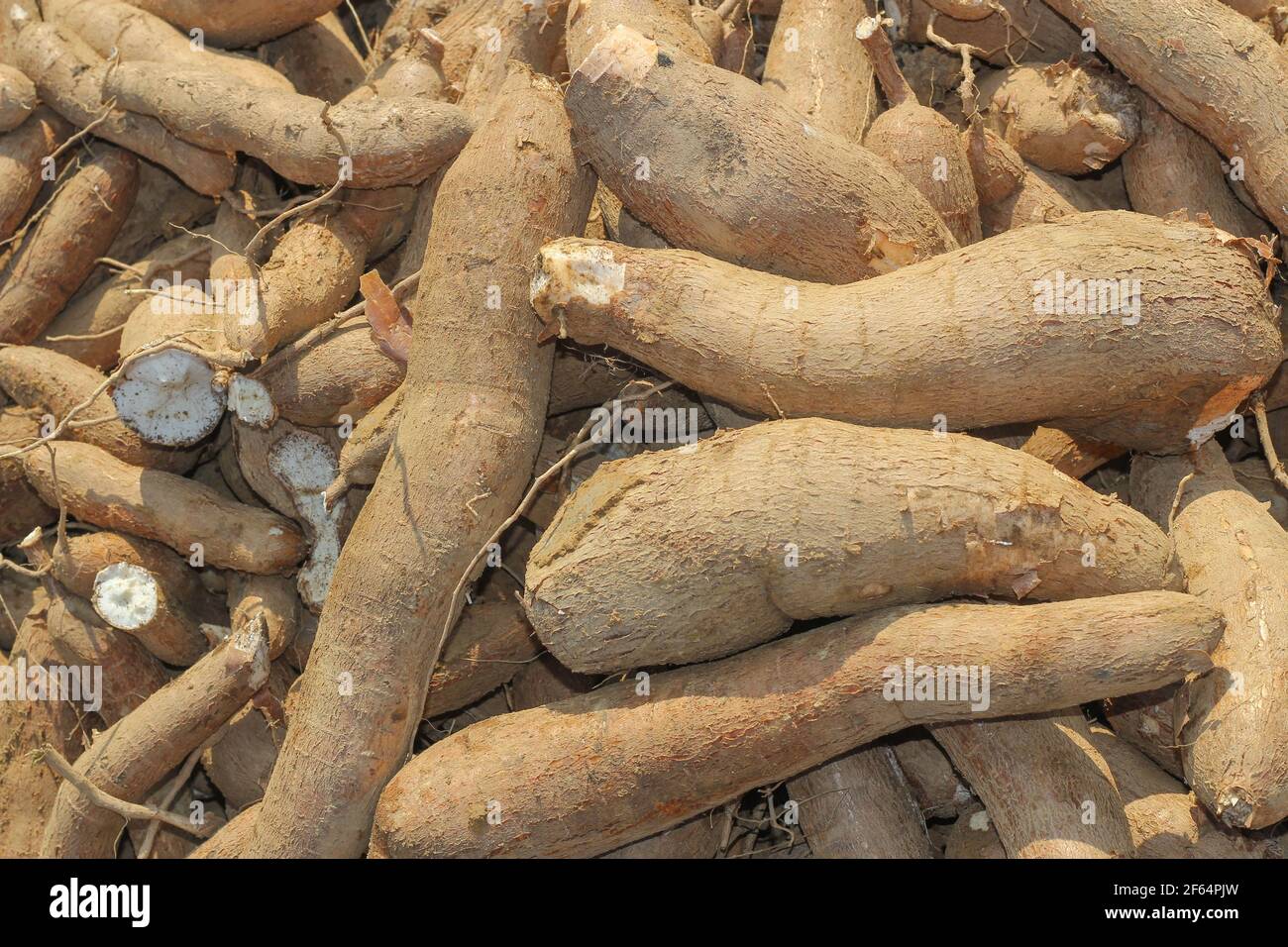 big manioc or tapioca plant, genus Manihot,Cassava in garden ( in laos ...