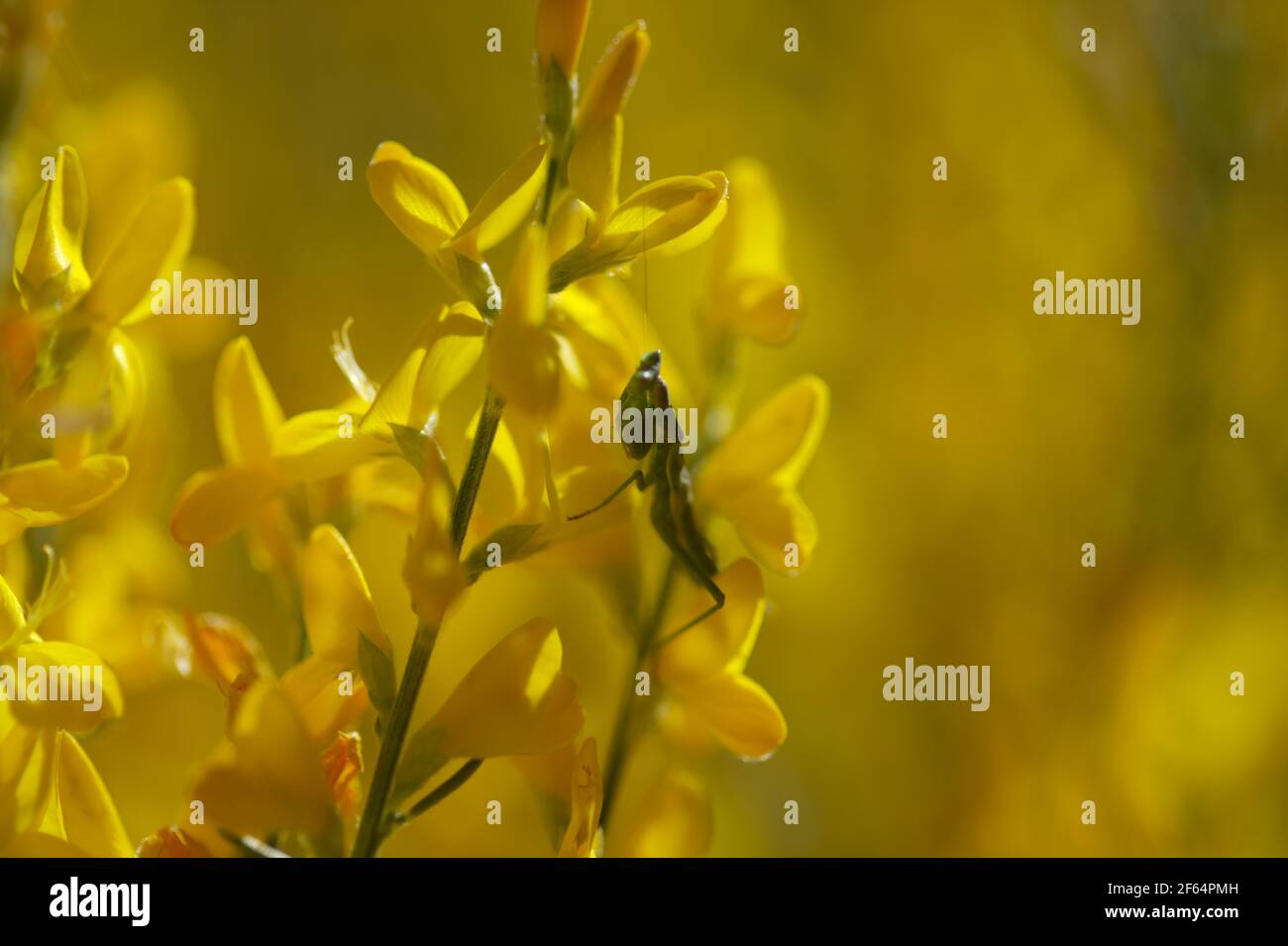 Flora of Gran Canaria - bright yellow flowers of Teline microphylla ...