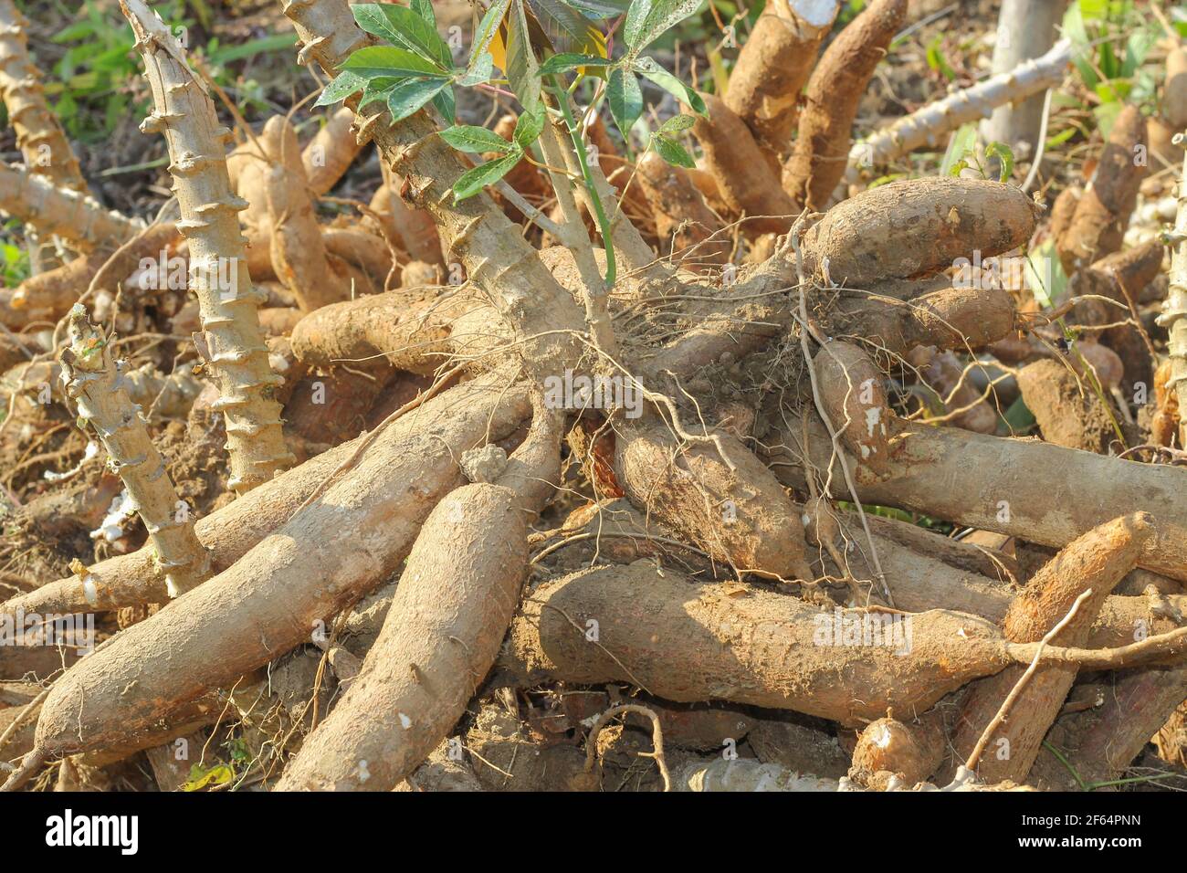 big manioc or tapioca plant, genus Manihot,Cassava in garden ( in laos ...