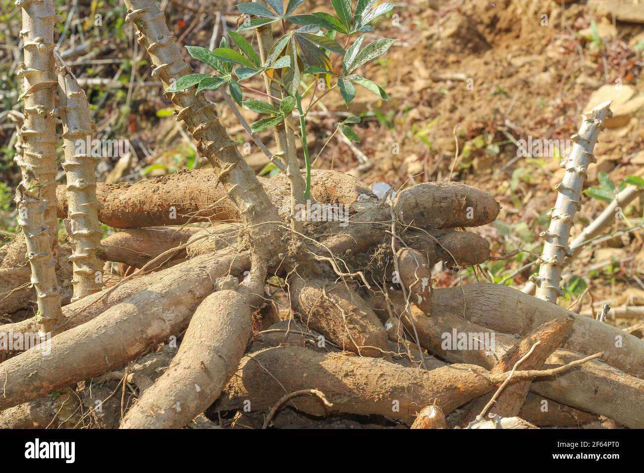 big manioc or tapioca plant, genus Manihot,Cassava in garden ( in laos ...