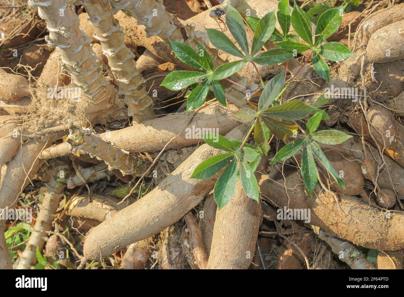 big manioc or tapioca plant, genus Manihot,Cassava in garden ( in laos ...