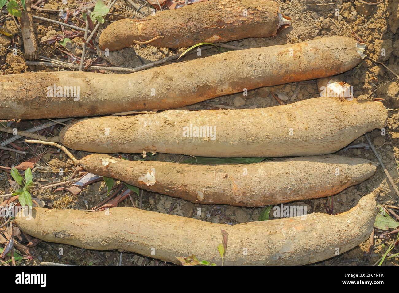 big manioc or tapioca plant, genus Manihot,Cassava in garden ( in laos ...