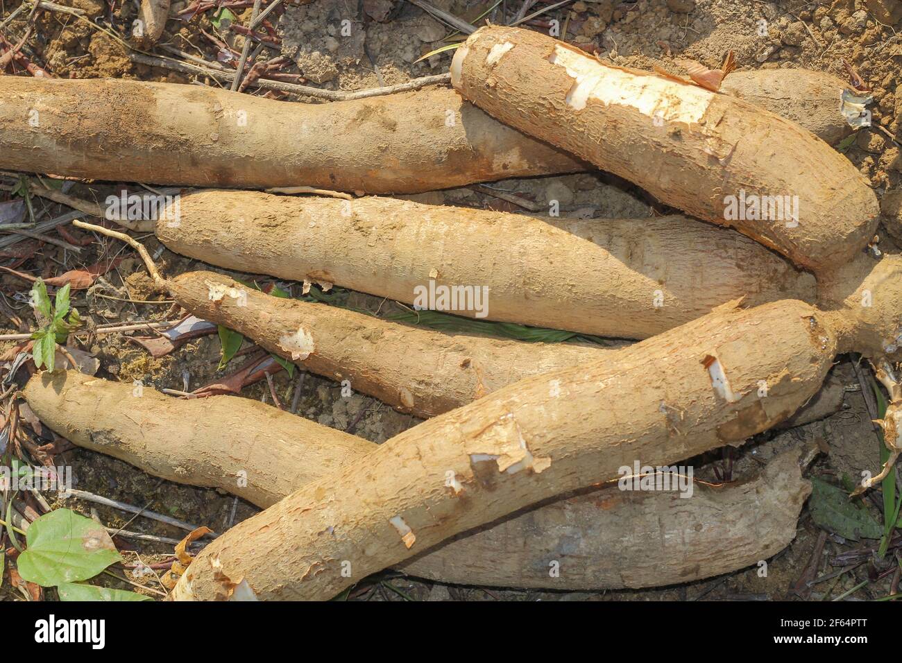 Tapioca Root High Resolution Stock Photography and Images - Alamy