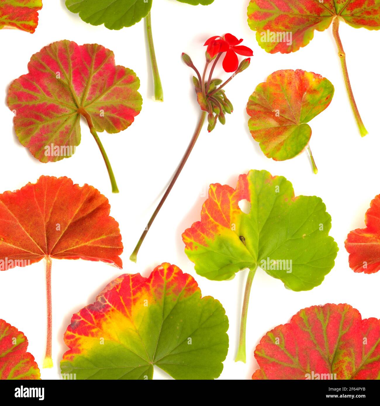 Geranium leaf caught in a spell of frost and partially turned, red ...