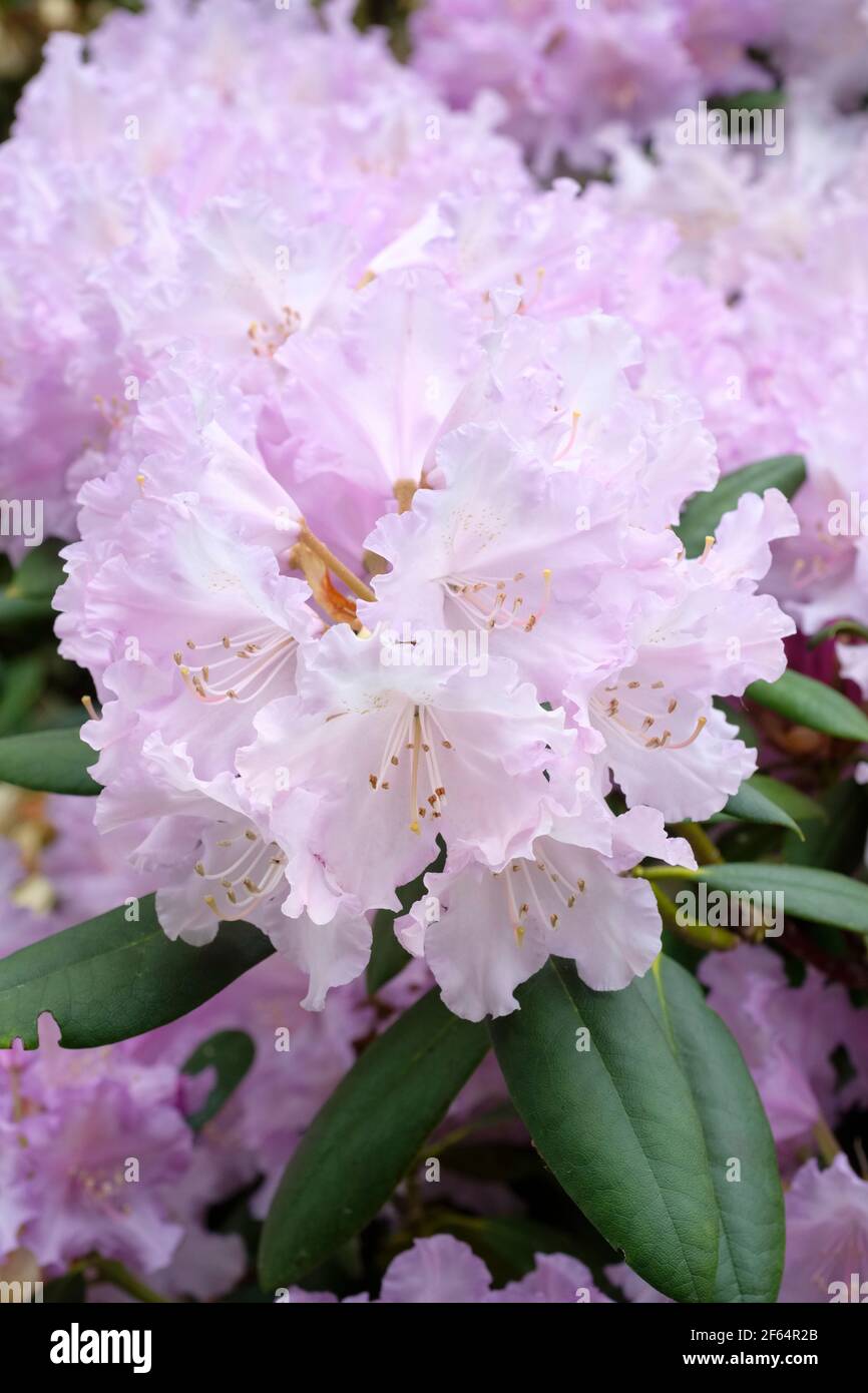 Cluster Of Rhododendron High Resolution Stock Photography and Images ...