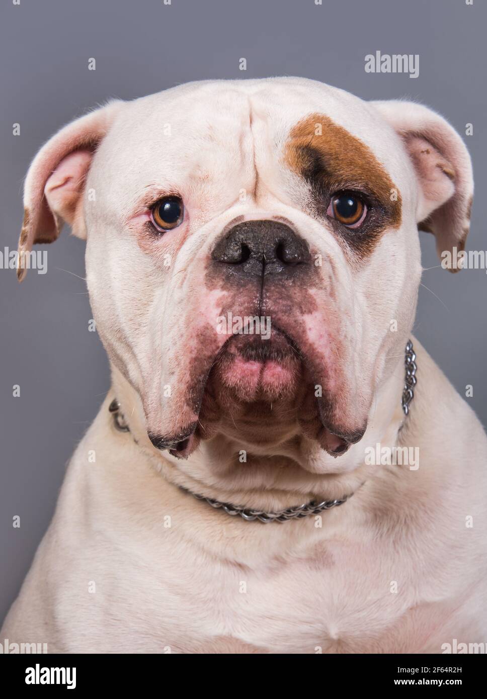 White color coat adult American Bulldog front view portrait Stock Photo ...