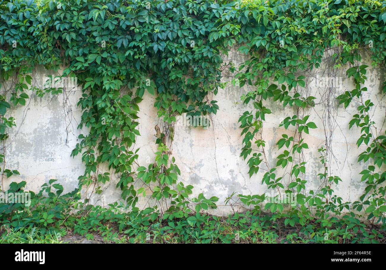 Green ivy covered wall as background image Stock Photo - Alamy