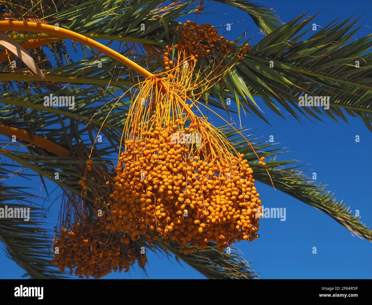 Macro of orange dates at a palm tree Stock Photo - Alamy