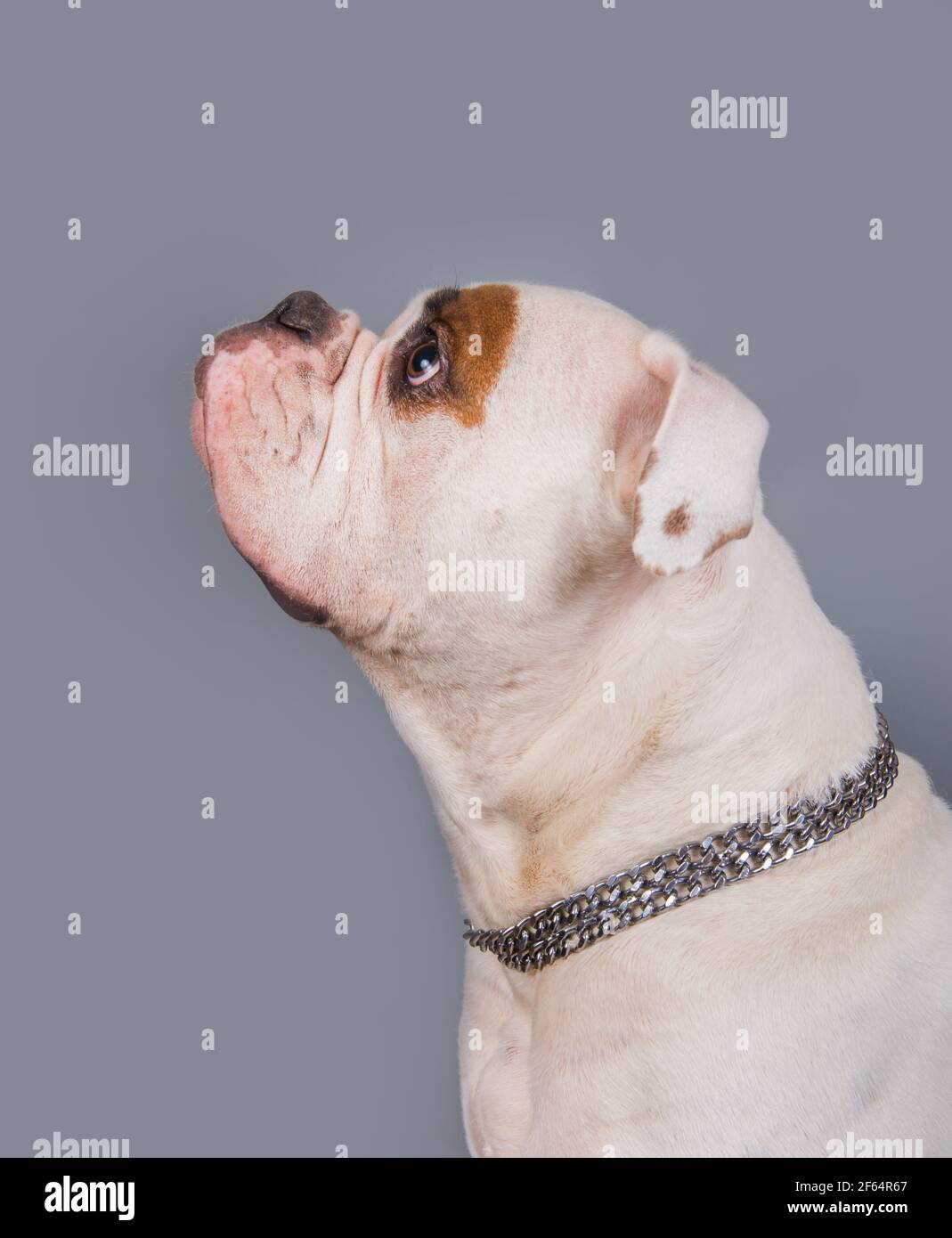 Are Female Bulldogs More Aggressive