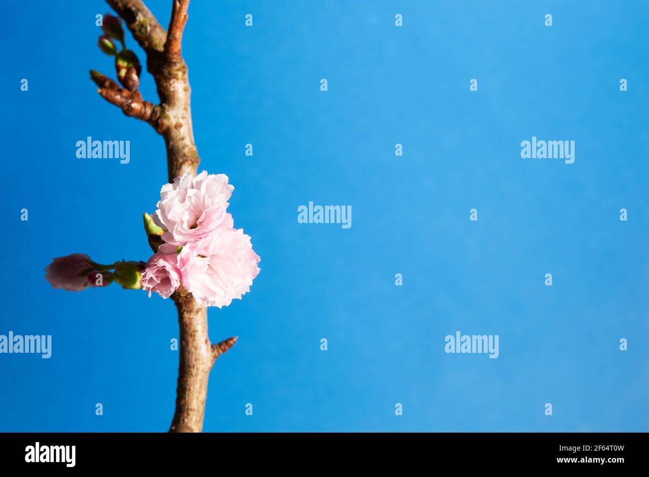 Soft pink flower hi-res stock photography and images - Alamy