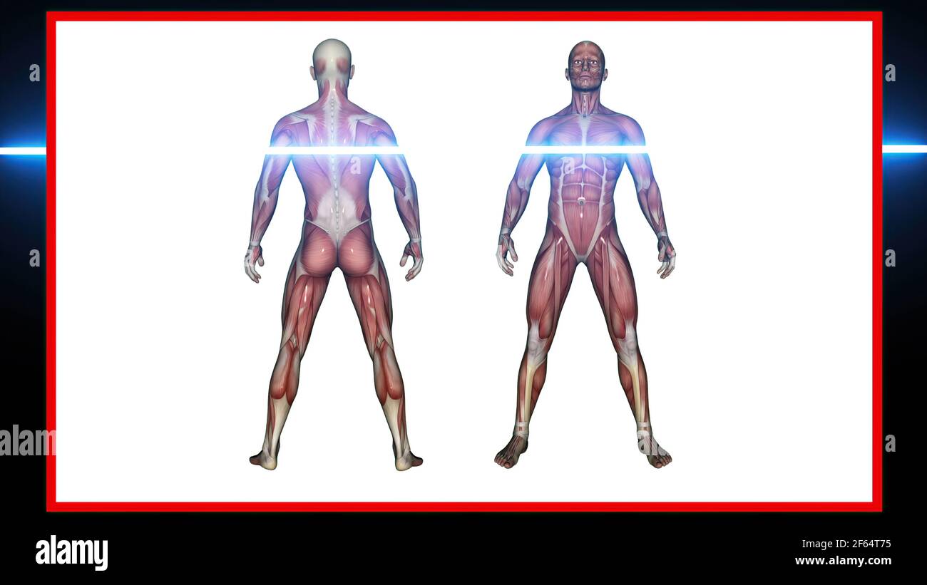 3d anatomy human muscles blue hi-res stock photography and images - Alamy