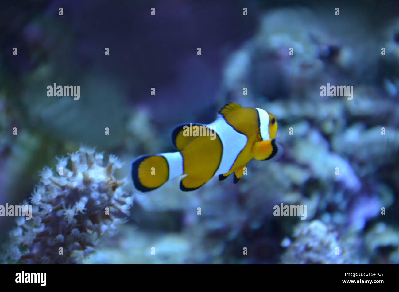 Clownfish, Clown-Fisch, Clownfish or anemonefish are fishes from the ...