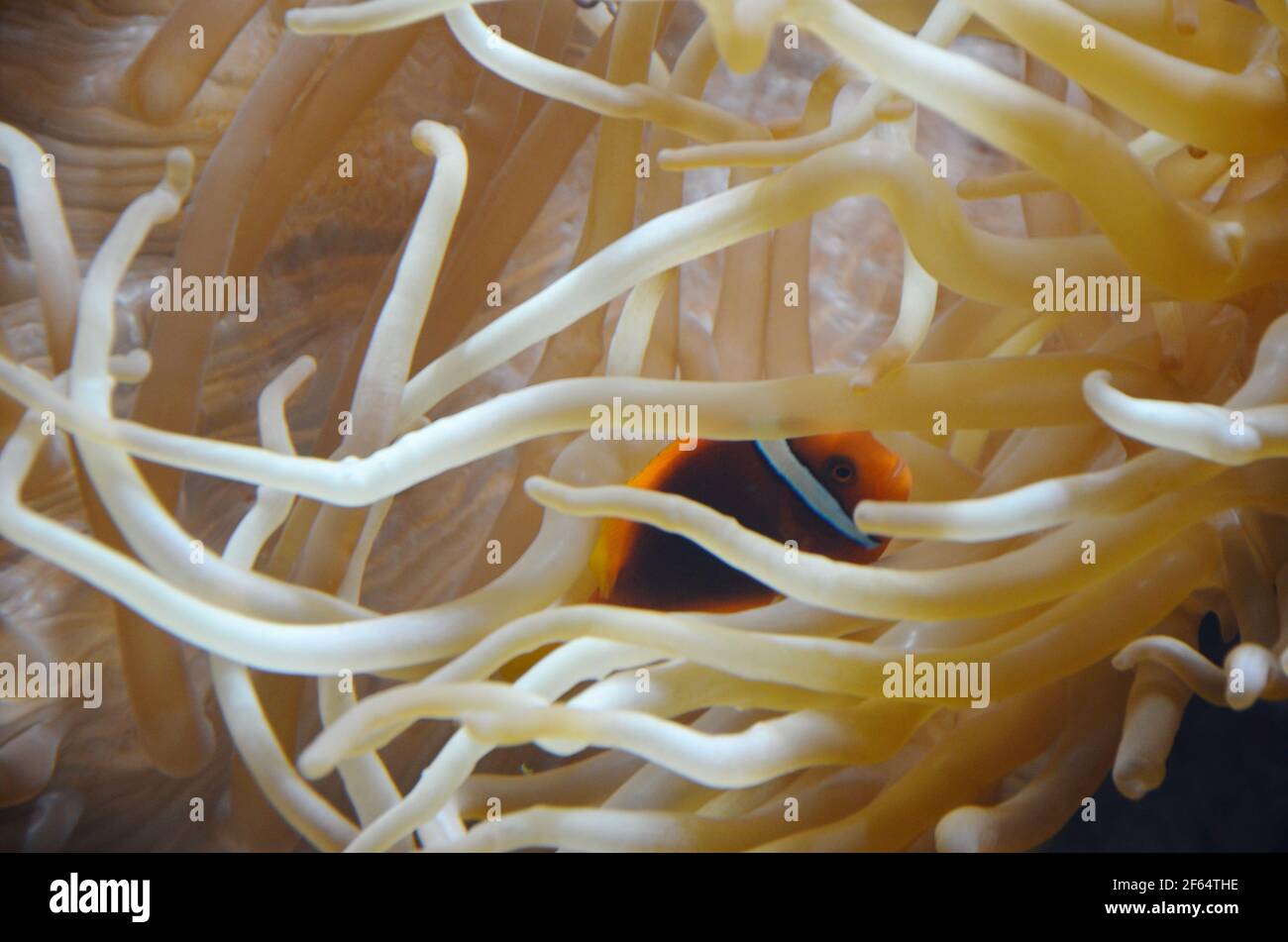 Clownfish, Clown-Fisch, Clownfish or anemonefish are fishes from the ...