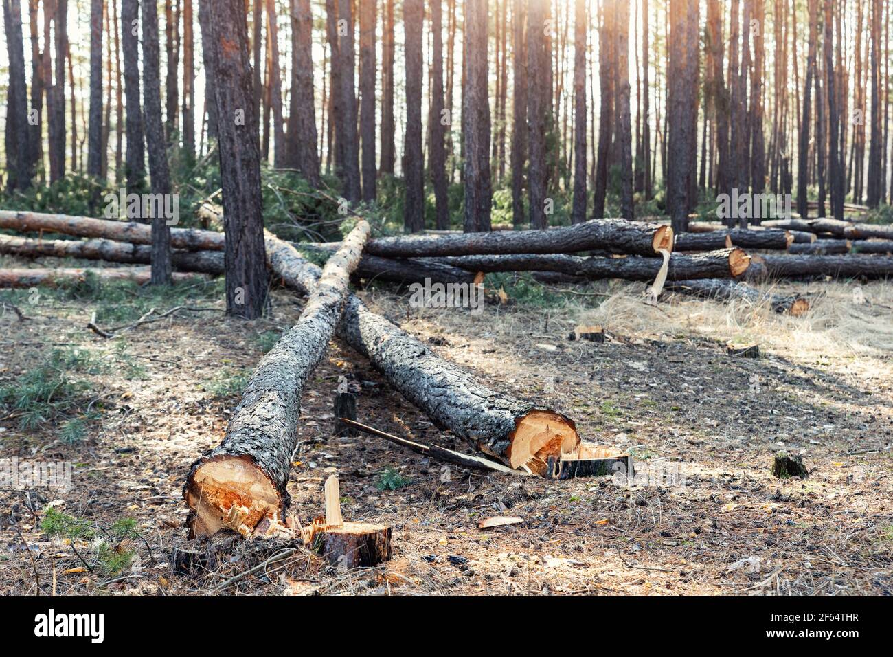 Felling big coniferous pine tree logs at forest landscape. Industrial ...