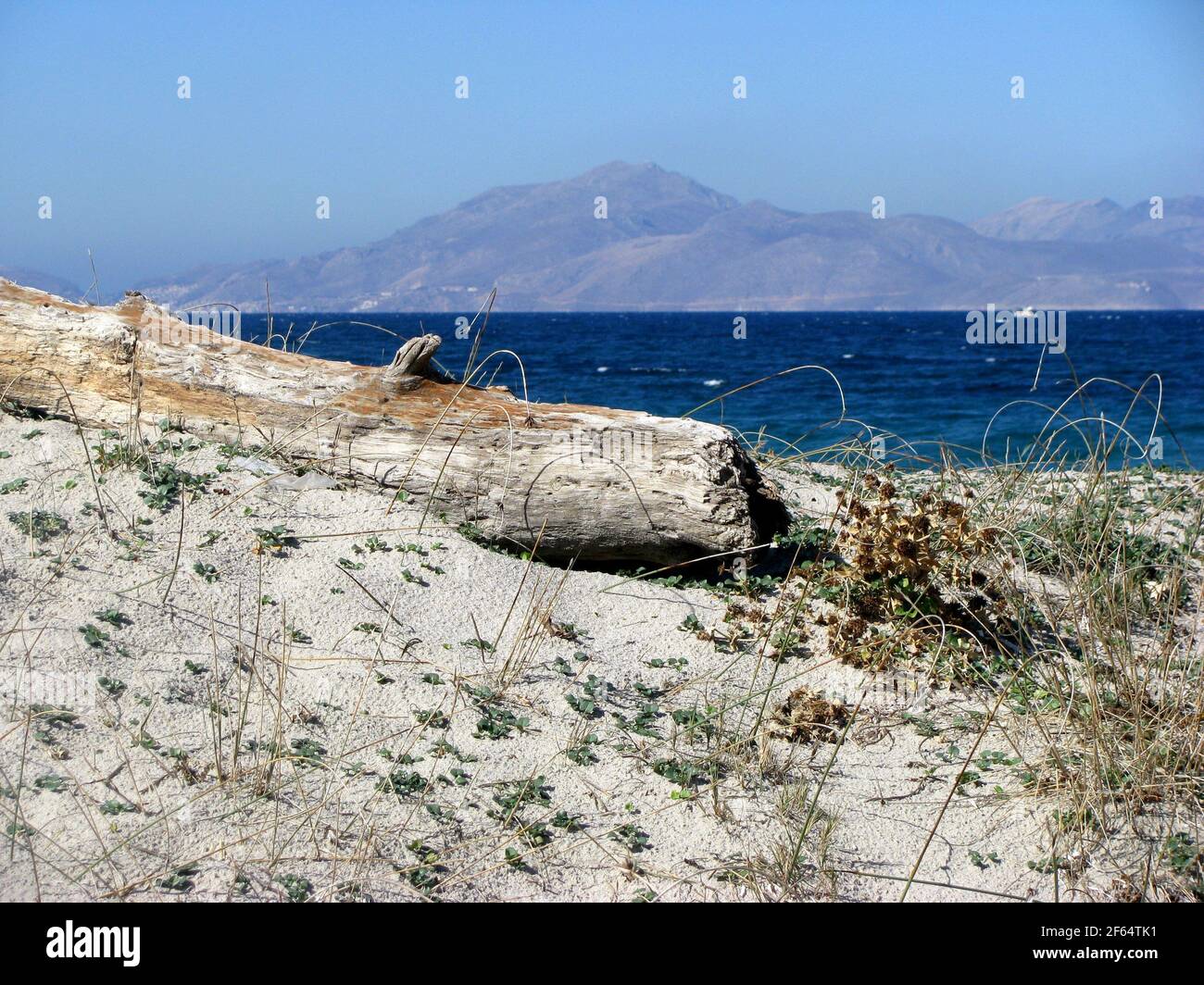 dry trunk at Marmari beach Kos island Greece Stock Photo - Alamy