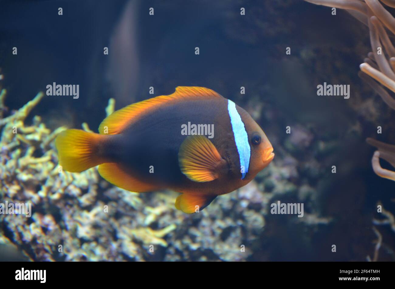 Clownfish, Clown-Fisch, Clownfish or anemonefish are fishes from the ...