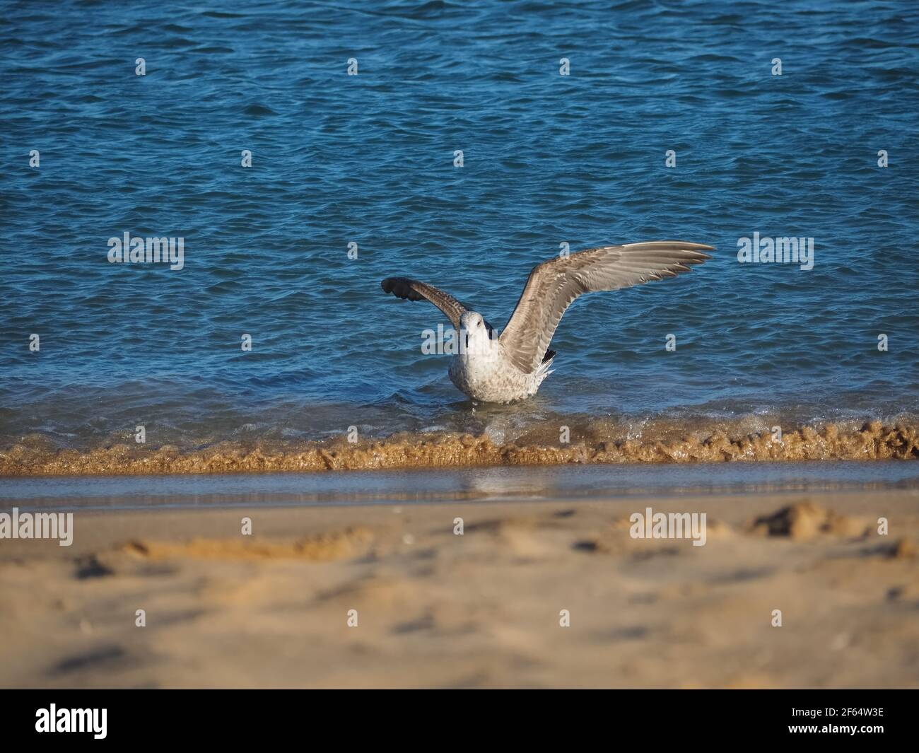 Seagull bird at the beach Stock Photo - Alamy