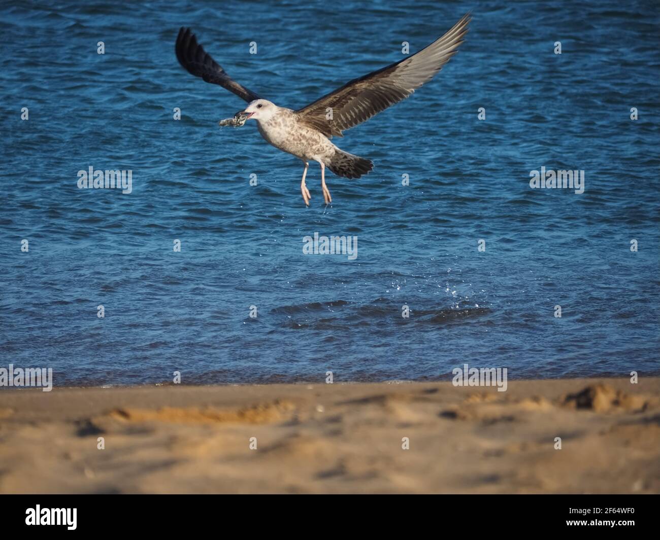 Seagull bird at the beach Stock Photo - Alamy