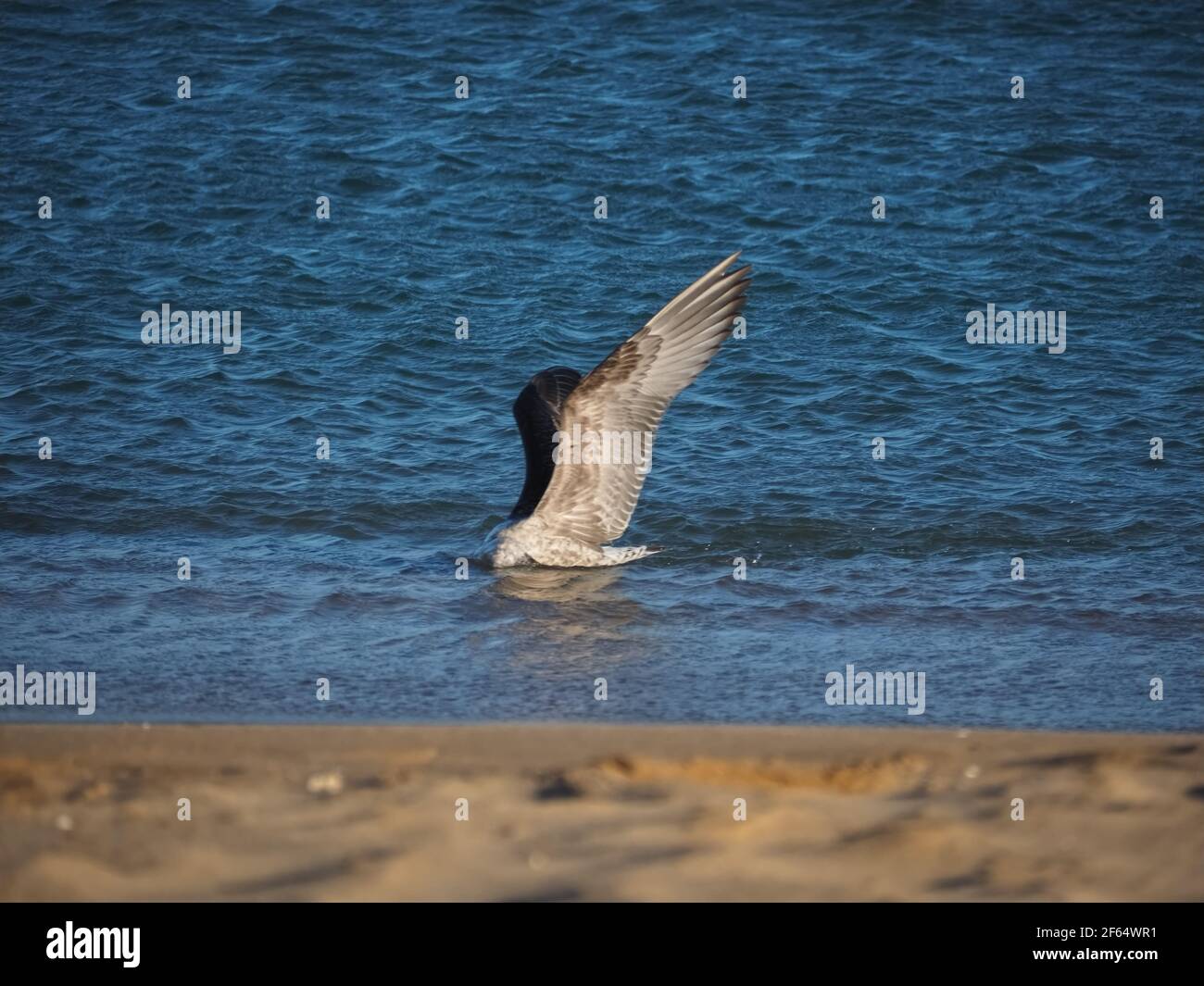 Seagull bird at the beach Stock Photo - Alamy