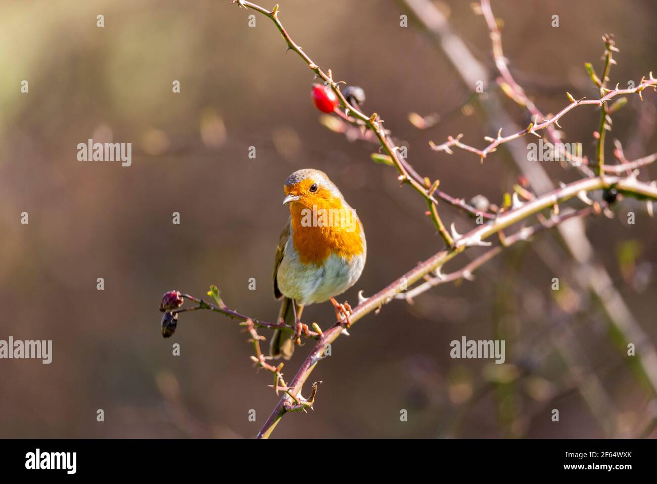 Robin Redbreast on a thorn bush with a red berry. European Robin ...