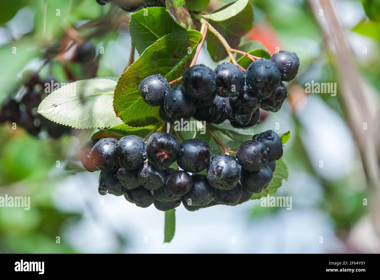 Aronia berries (Aronia melanocarpa, Black Chokeberry) growing in the garden Stock Photo - Alamy