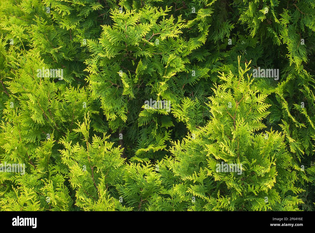 Fresh green branches of Cupressus tree Stock Photo - Alamy
