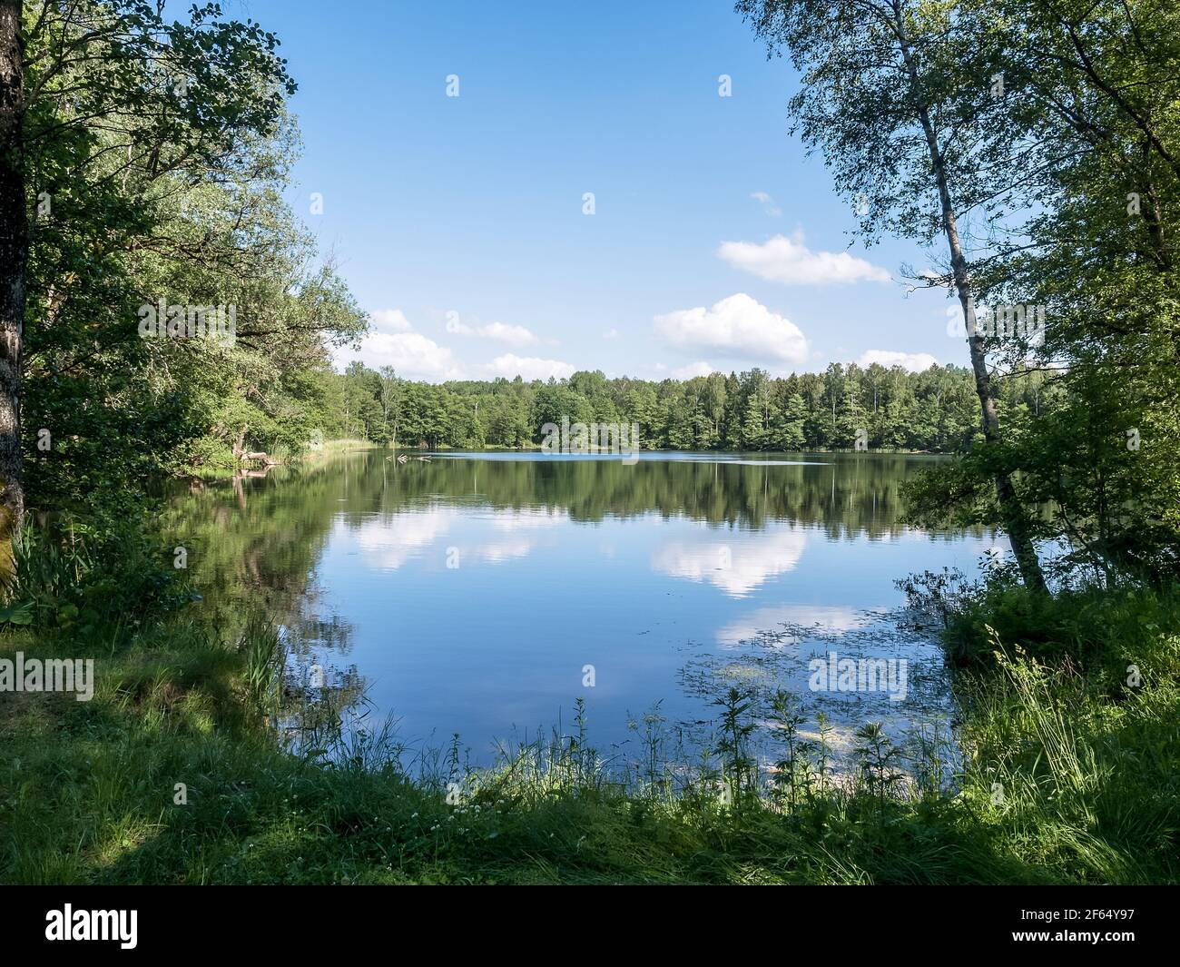 A natural body of water. Forest pond in a wild place. Clean natural ...