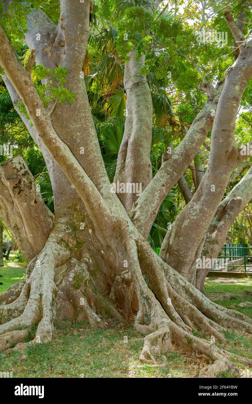 Trunk photography hi-res stock photography and images - Alamy