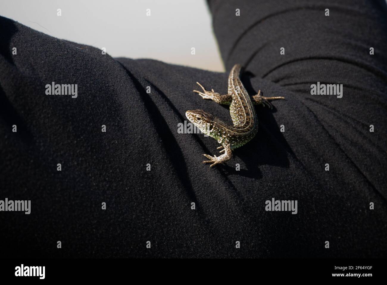 Lizard on black cotton background. Wild animal on human body Stock ...