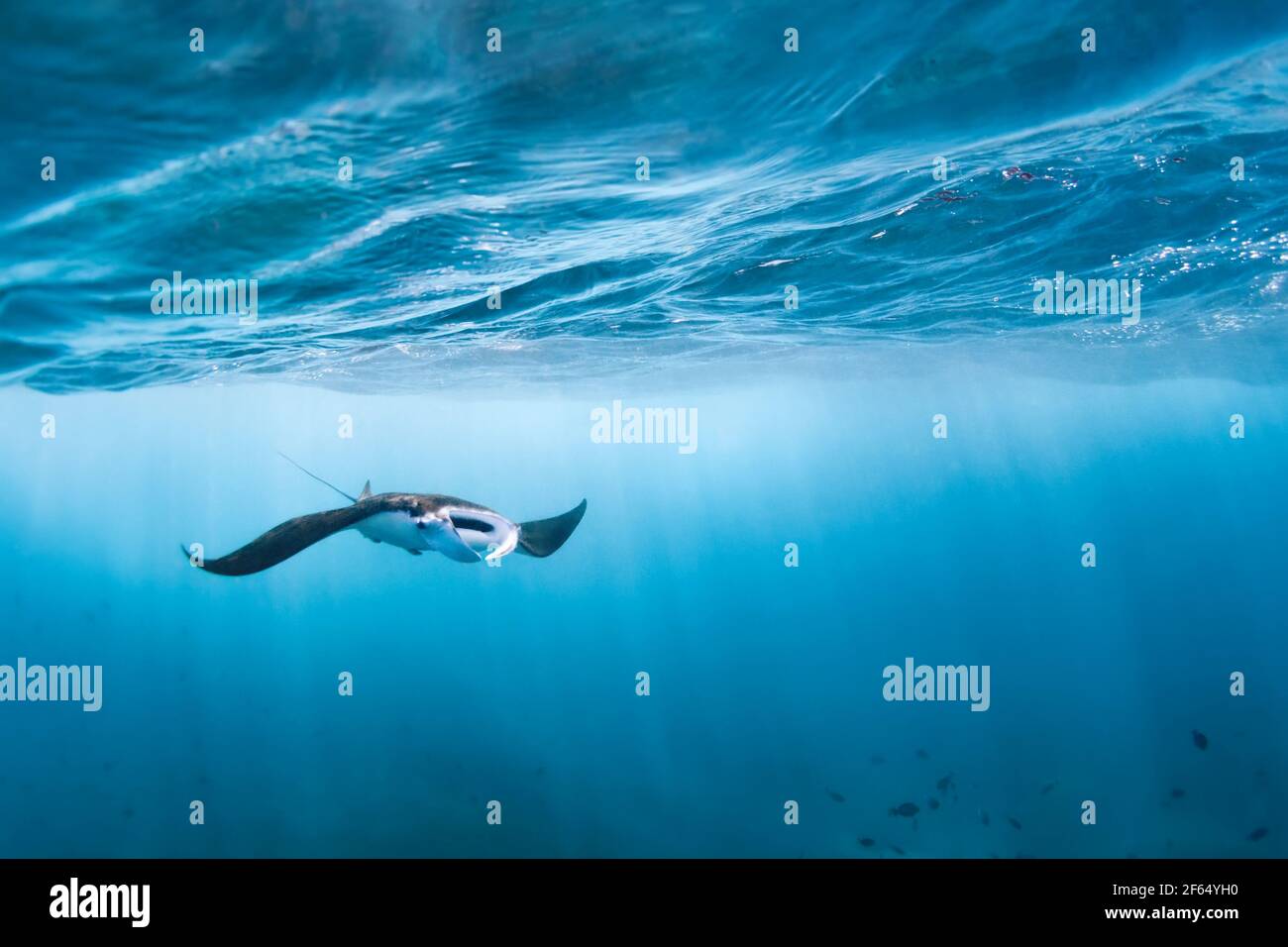 Underwater view of hovering Giant oceanic manta ray ( Manta Birostris ...