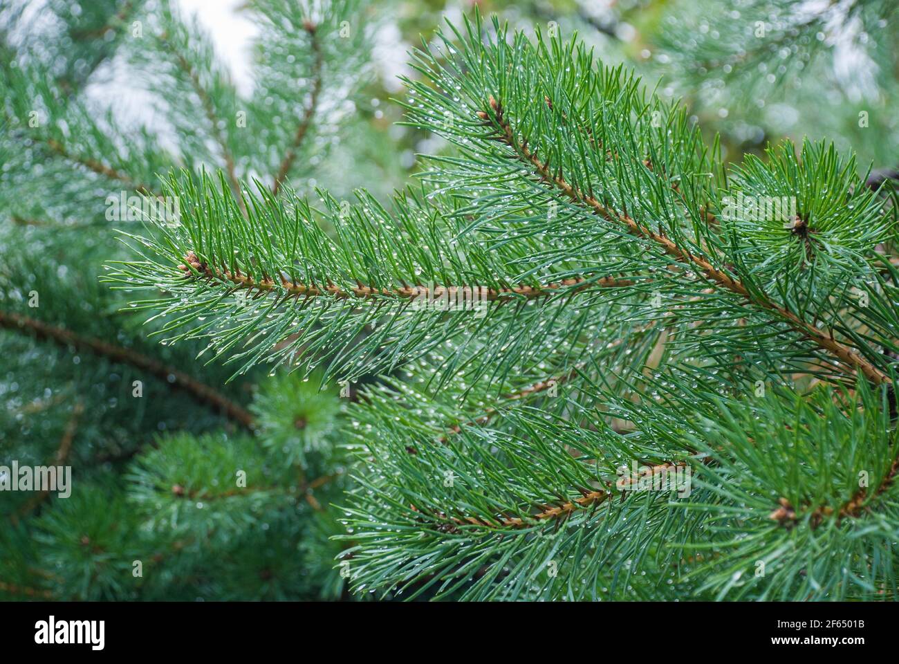 A branch of pine scrub needles with water droplets Stock Photo - Alamy