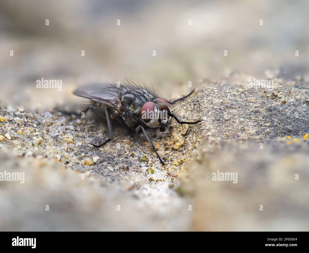 British horsefly hi-res stock photography and images - Alamy