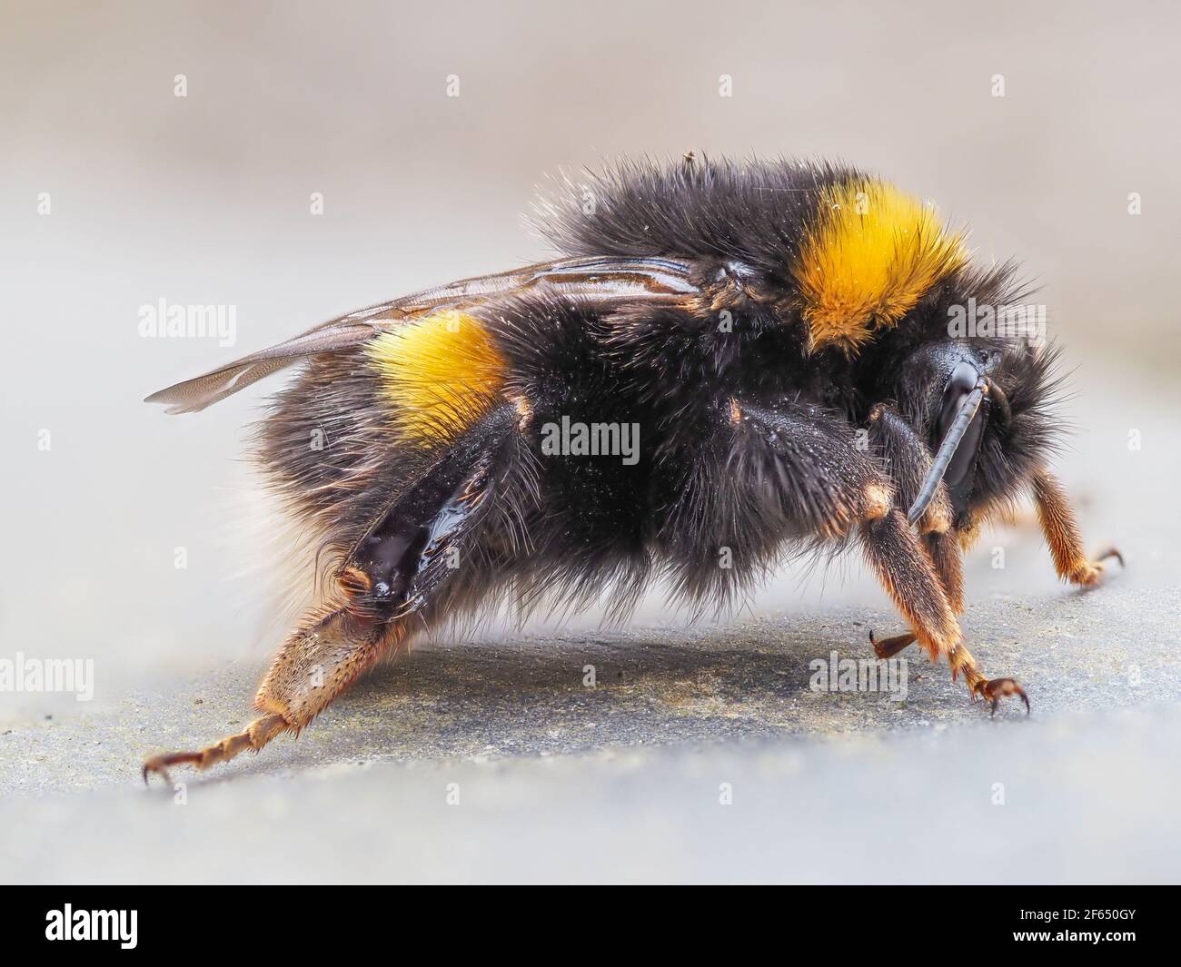 Close up Macro of a White-tailed Bumblebee Stock Photo - Alamy