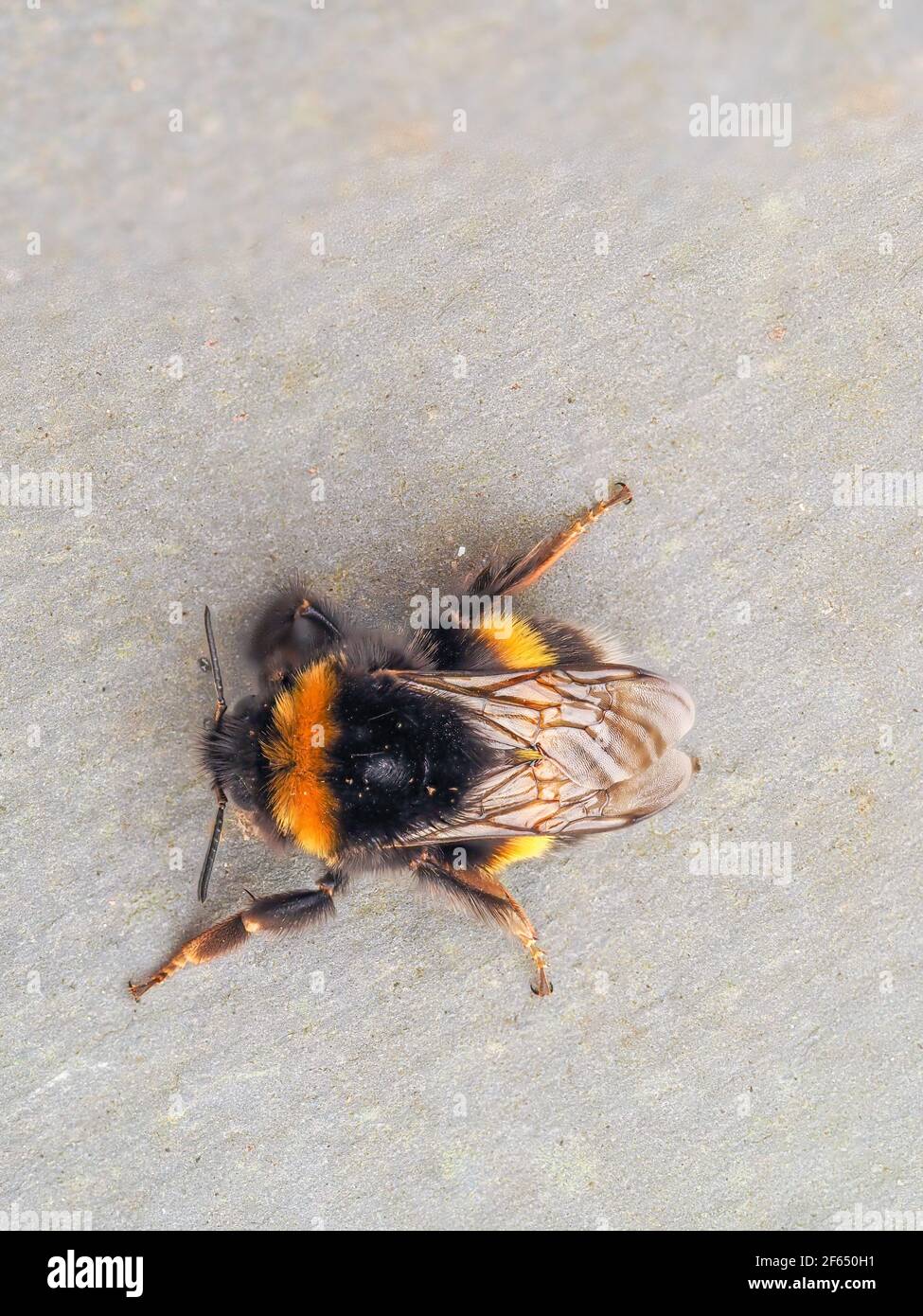 Close up Macro of a White-tailed Bumblebee Stock Photo - Alamy