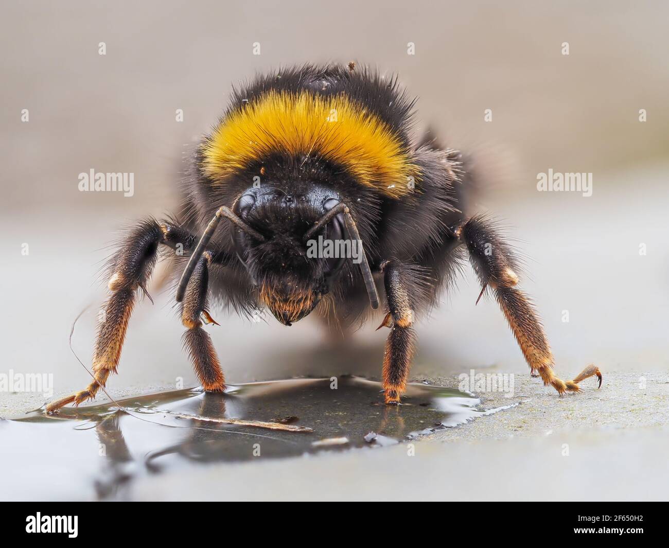 Close up Macro of a White-tailed Bumblebee Stock Photo - Alamy