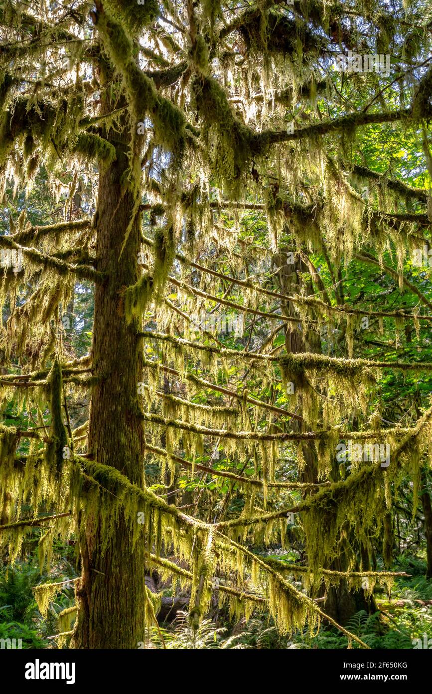Moss on trees in Cathedral Grove, MacMillan Provincial Park, Vancouver ...