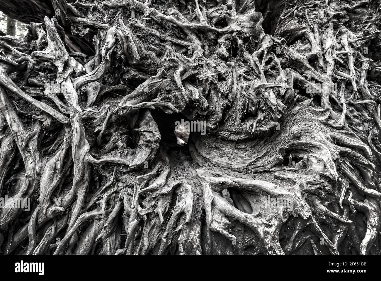 Fir tree roots hi-res stock photography and images - Alamy