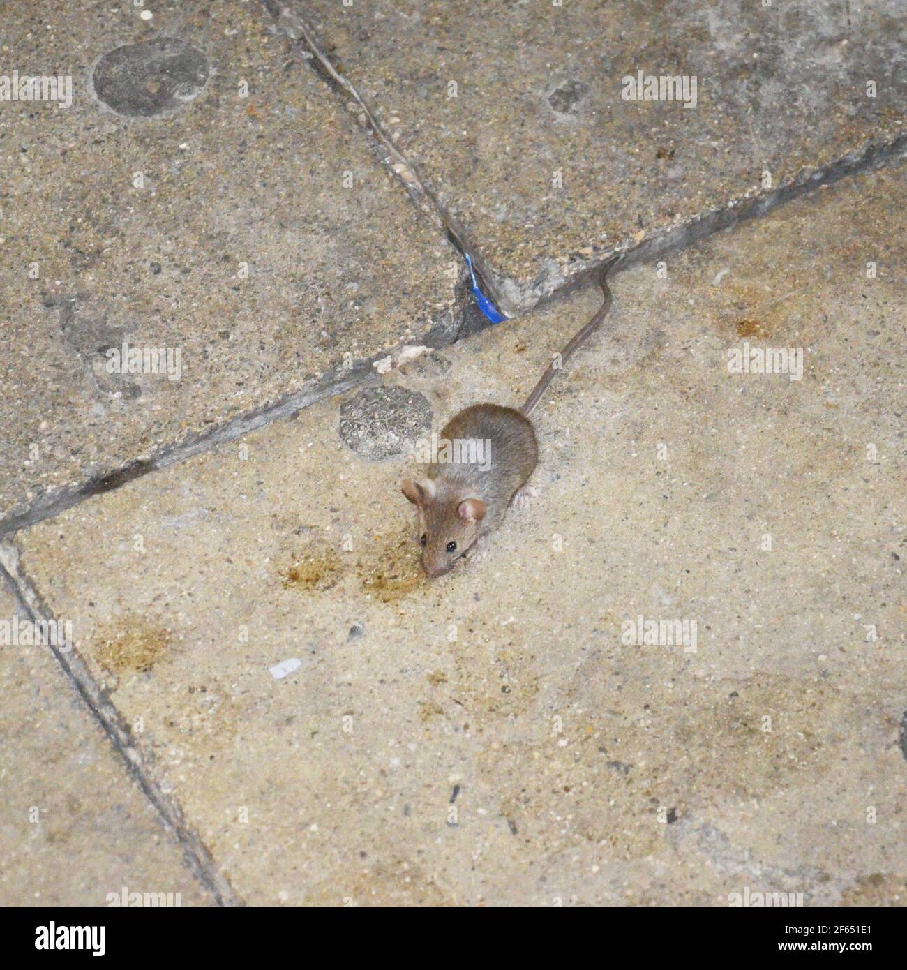 Kangaroo mouse hi-res stock photography and images - Alamy